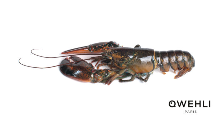 Qwehli | Homard canadien