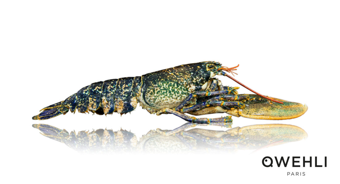 Qwehli | Homard européen