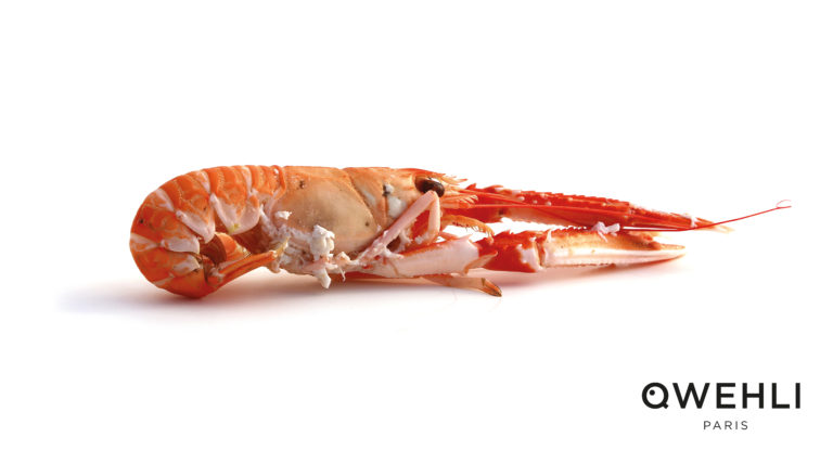 Qwehli | Langoustine