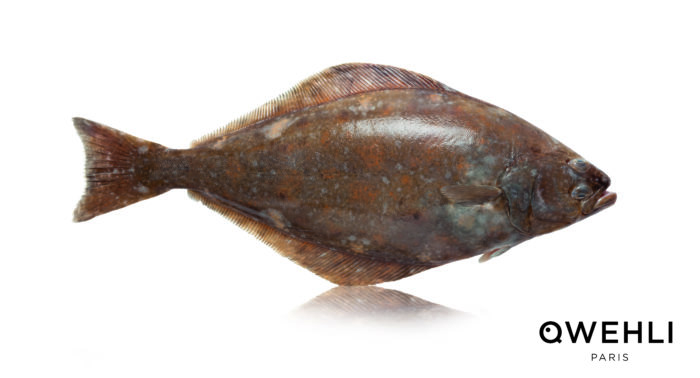 Qwehli | Flétan blanc